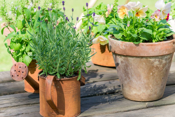 Free picture: flowerpot, metal, rust, table, herb, flora, nature ...