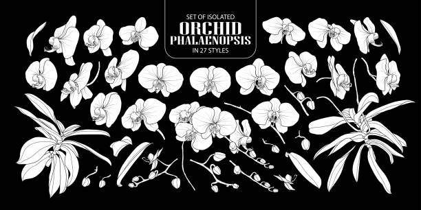 40 Thai Orchid Flower Silhouette Stock Illustrations Royalty Free
