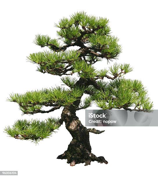 Bonsai 나무 소나무 침엽수에 대한 스톡 사진 및 기타 이미지 소나무 침엽수 분재 일본 Istock
