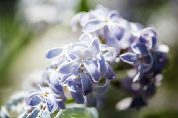 Free picture: acacia, aromatic, purple, flowers, flora, tree, herb ...
