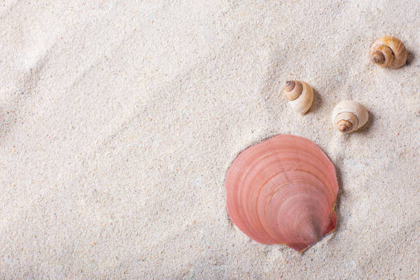 Free Stock Photo of Five shells | Download Free Images and Free ...