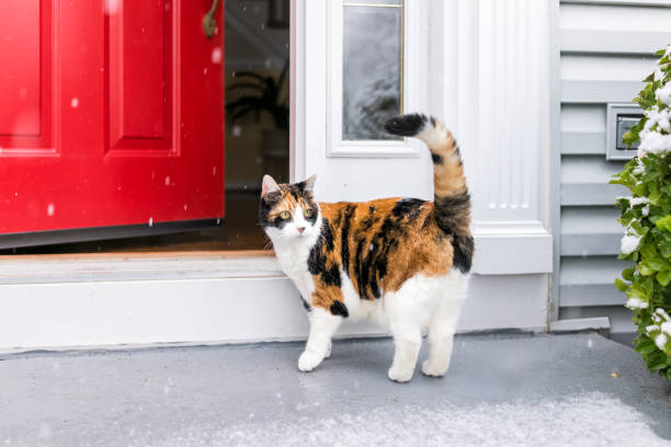 Free Stock Photo of A cat standing outside of a house | Download Free ...