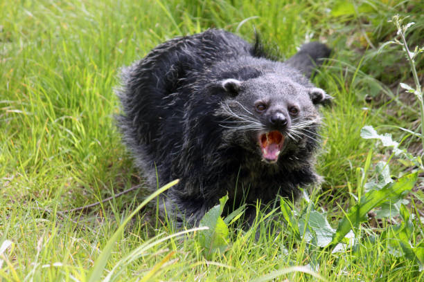 Binturong Animal Bear Cat - Free photo on Pixabay