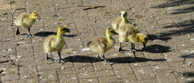 5 새끼 기러기 캐나다 거 위 Branta 카 나 덴 시스 옐로우 0명에 대한 스톡 사진 및 기타 이미지 0명 거위 새끼