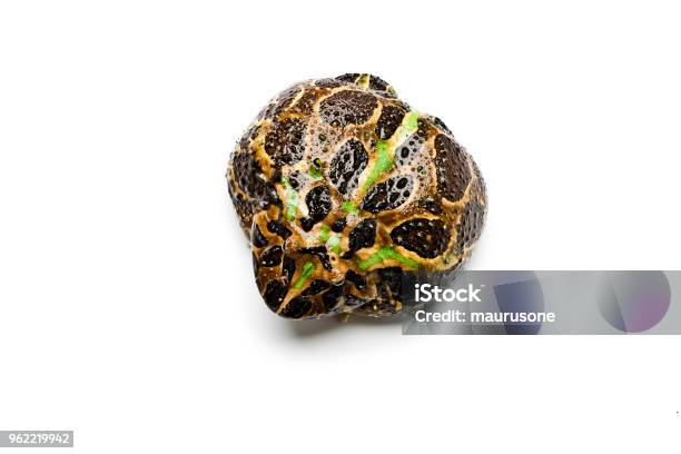 Chacoan 발 정된 개구리입니다 흰색 배경 고립 된 양서류 근접 촬영 Chacoan 발 정된 개구리 화려한 개구리입니다