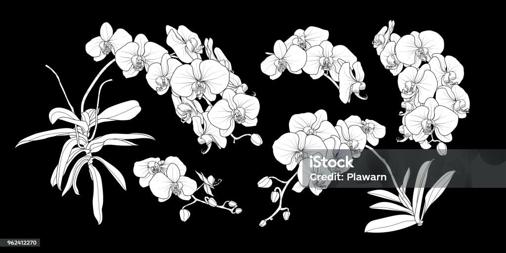 Set Of Isolated White Silhouette Orchid Branch Set 2 Stock Illustration