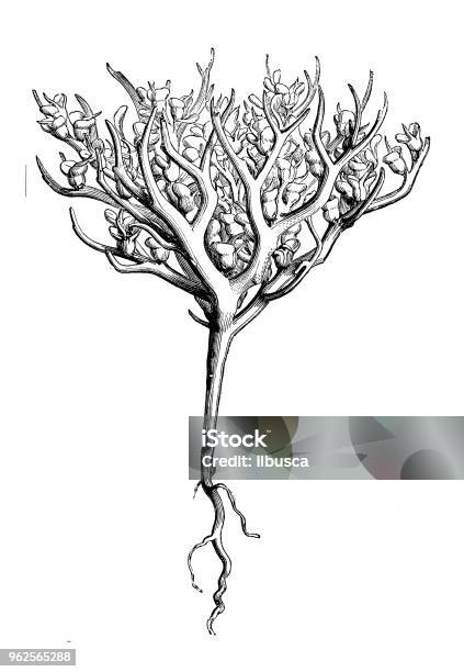 식물학 식물 골동품 조각 그림 Anastatica Hierochuntica 19세기에 대한 스톡 벡터 아트 및 기타 이미지