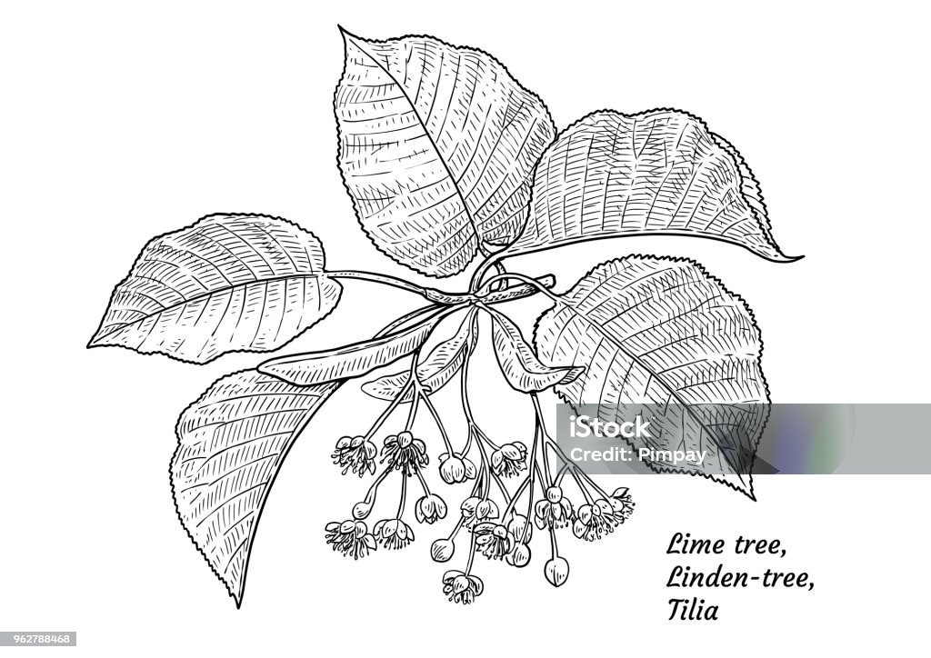 Ilustrasi Bunga Dan Daun Pohon Linden Gambar Ukiran Tinta Seni Garis