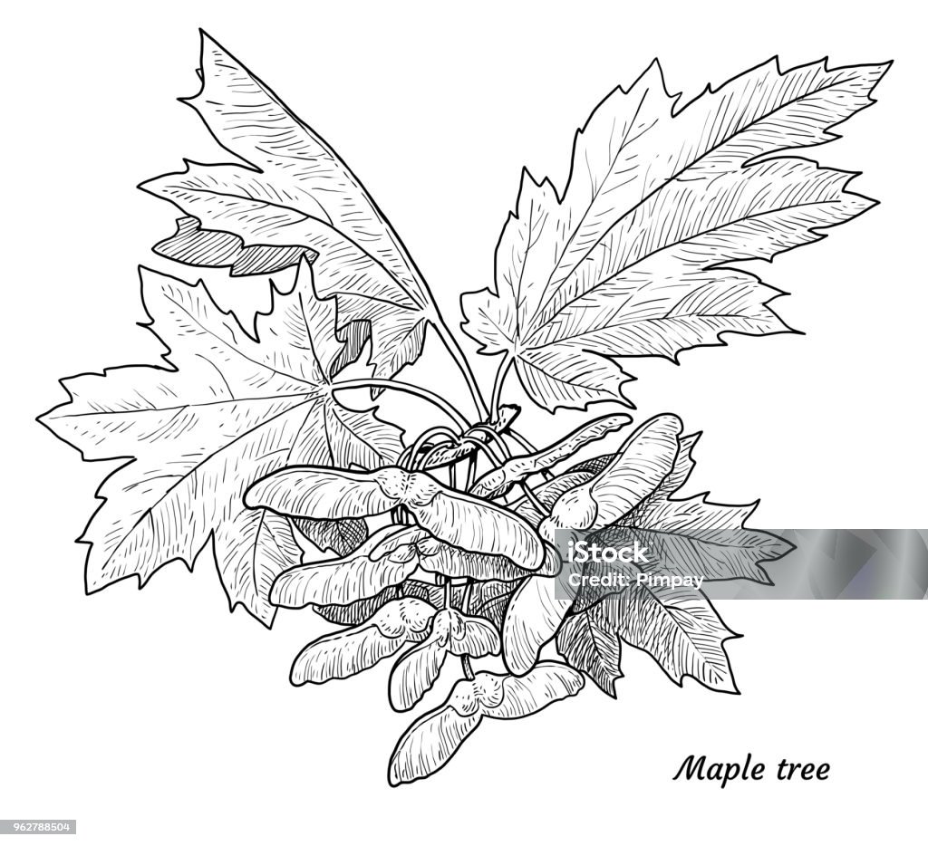 Maple Cabang Pohon Acer Daun Ilustrasi Benih Gambar Ukiran Tinta Seni