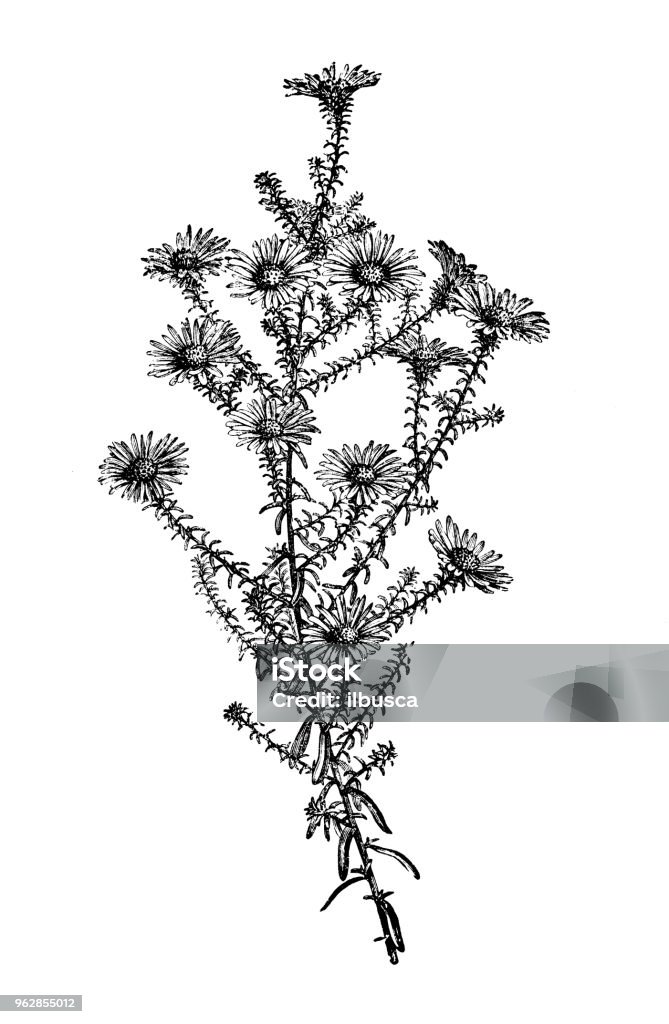 식물학 식물 골동품 조각 그림 Symphyotrichum Grandiflorum 19세기에 대한 스톡 벡터 아트 및 기타 이미지