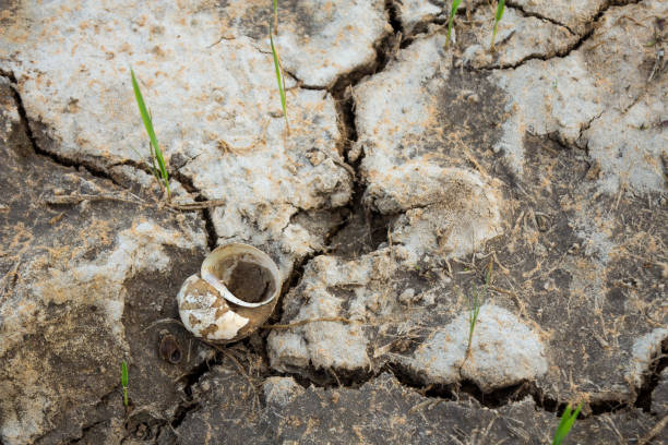 Free picture: soil, dry season, drought, mussel, saltwater, ground ...