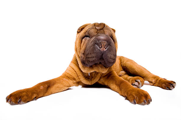 Ugly Puppy Pictures | Download Free Images on Unsplash