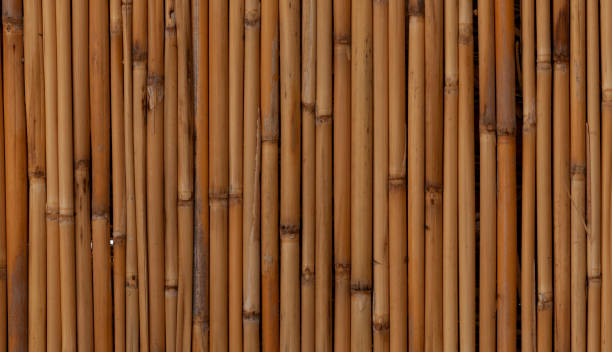 Bambu Pictures | Download Free Images on Unsplash