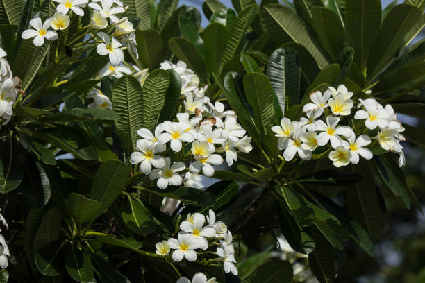 Plumeria Araliya Flowers Sri - Free photo on Pixabay