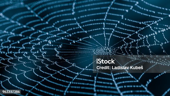 Free Photos Spider Cobweb Nature Scary Monster Spiders Krzysztof Pluta