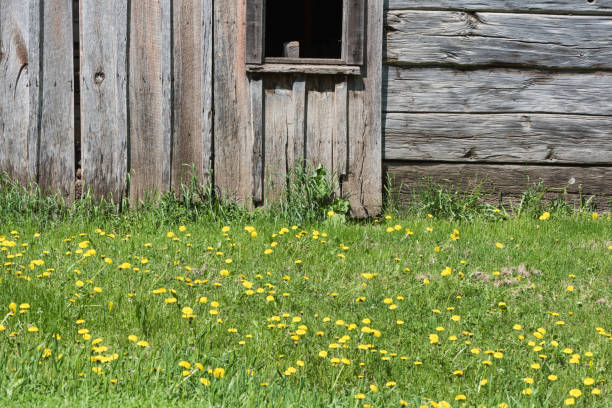Free Stock Photo of Old Wooden Barn With Windows and Grass | Download ...