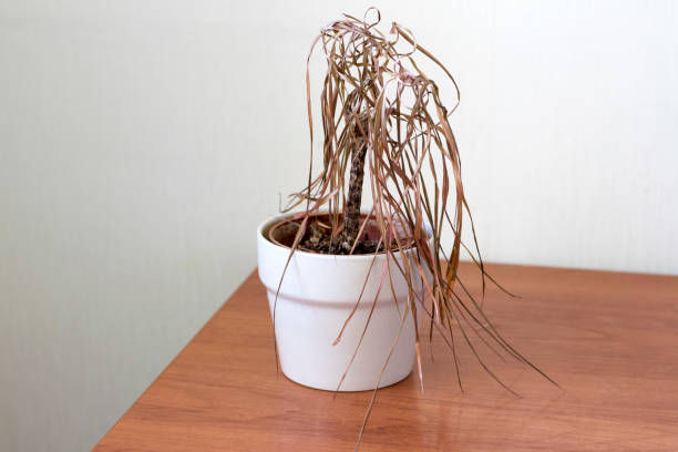 Dry Plant Pictures | Download Free Images on Unsplash