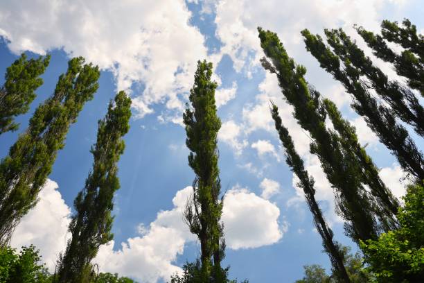 Free picture: Poplar trees in spring time woodland on sunny landscape