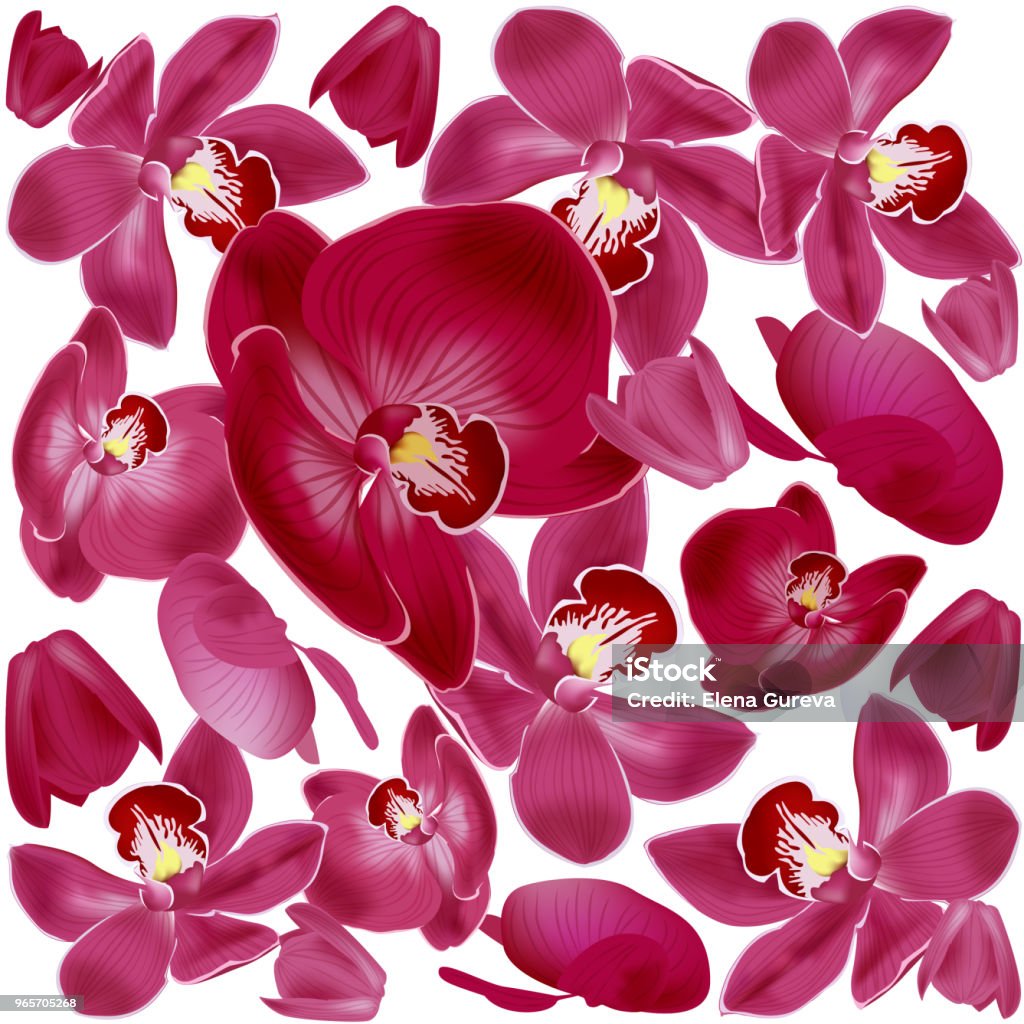 Pink Orchid Flowers Wallpaper