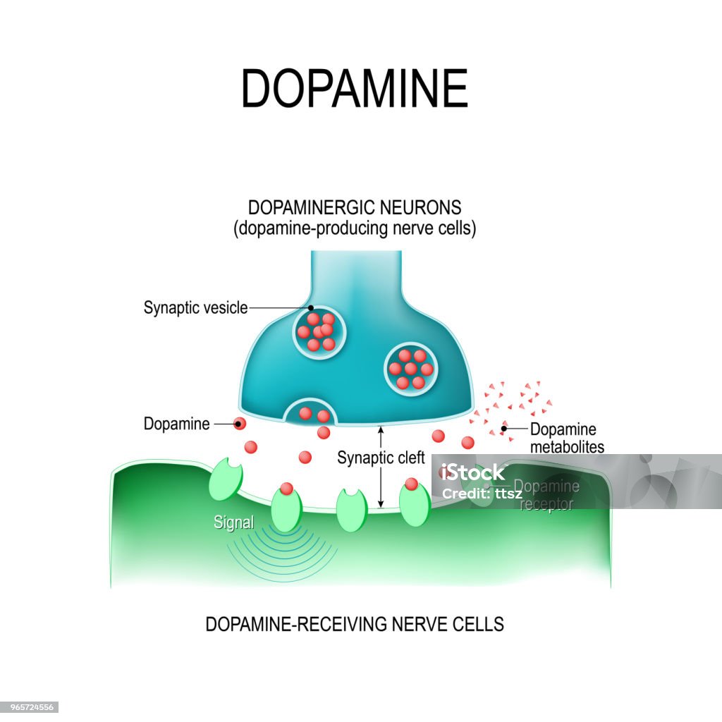 Dopamin Dua Neuron Dengan Reseptor Dan Synaptic Sumbing Dengan Dopamin ... Dopamin Dua Neuron Dengan Reseptor Dan Synaptic Sumbing Dengan Dopamin ...