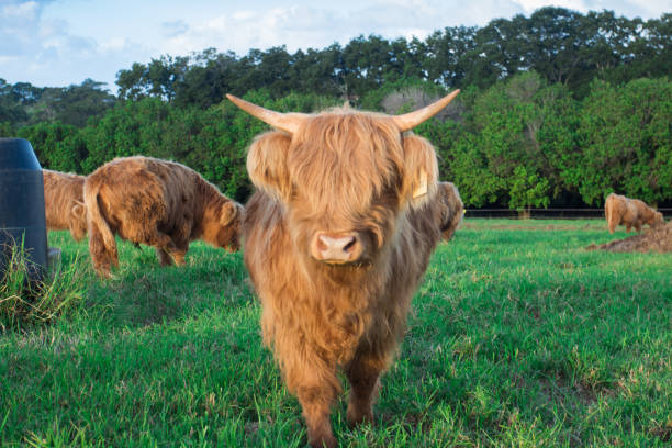 Fluffy Cow Pictures | Download Free Images on Unsplash