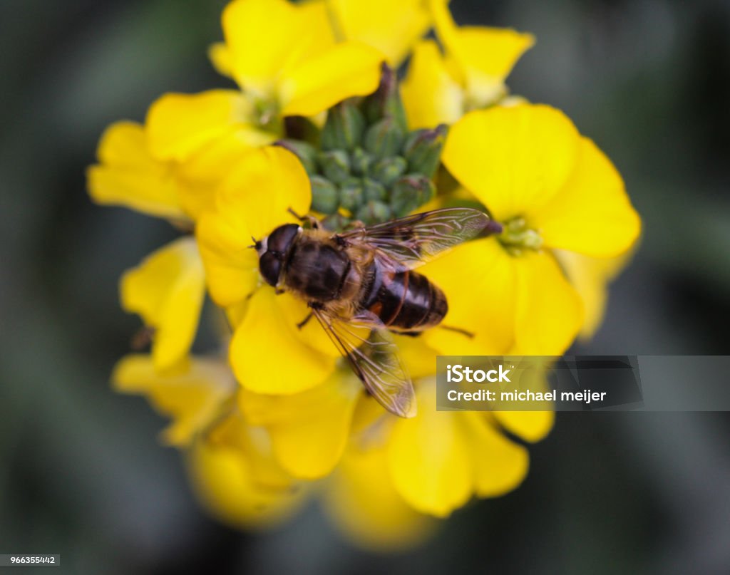 Eristalis Tenax 통칭 무인 항공기 비행 꽃에서 꿀을 수집 0명에 대한 스톡 사진 및 기타 이미지 0명 갈색