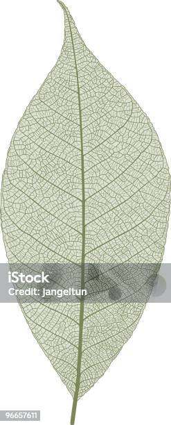 Leaf Macro向量圖形及更多樹葉圖片 樹葉 具有特定質地 葉脈 Istock