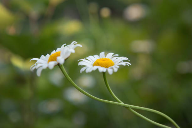 Blooming Daisies Dancing In Nature’s Embrace – Free Stock Photo