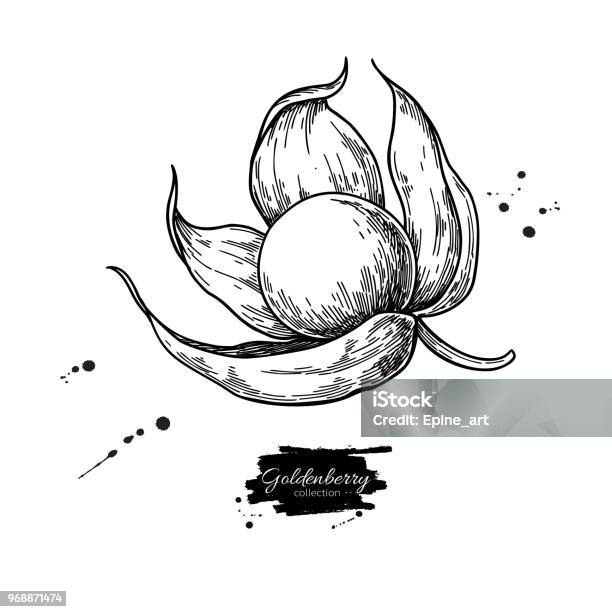 Physalis 과일 벡터 그림입니다 골든 베리 밑그림입니다 Superfood의 빈티지 새겨진된 그림 0명에 대한 스톡 벡터