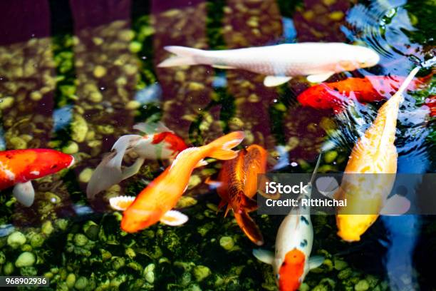 Ikan Koi Atau Ikan Mas Berwarna Berenang Di Sekitar Kolam Foto Stok ... Ikan Koi Atau Ikan Mas Berwarna Berenang Di Sekitar Kolam Foto Stok ...