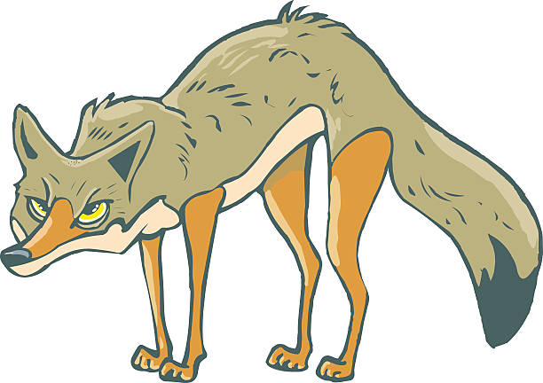 1 800 Wild Coyotes Stock Illustrations Royalty Free Vector Graphics