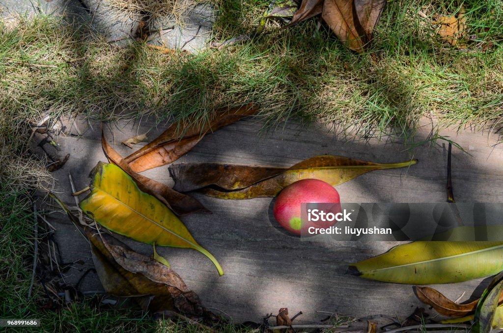 Cerbera Manghas 또는 바다 망고 0명에 대한 스톡 사진 및 기타 이미지 0명 건조한 과일 Istock