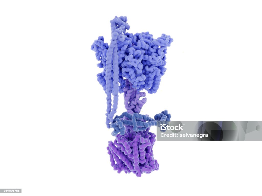 Atp Synthase 분자 컴퓨터의 구조 3차원 형태에 대한 스톡 사진 및 기타 이미지 3차원 형태 Atp아제 염색