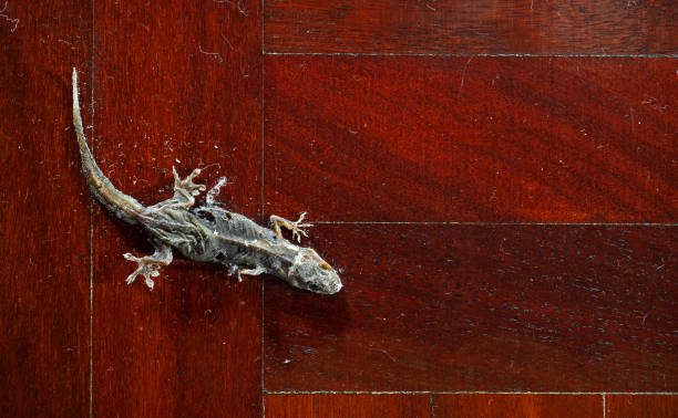 Free Stock Photo of Small Lizard Resting on Wooden Floor | Download ...