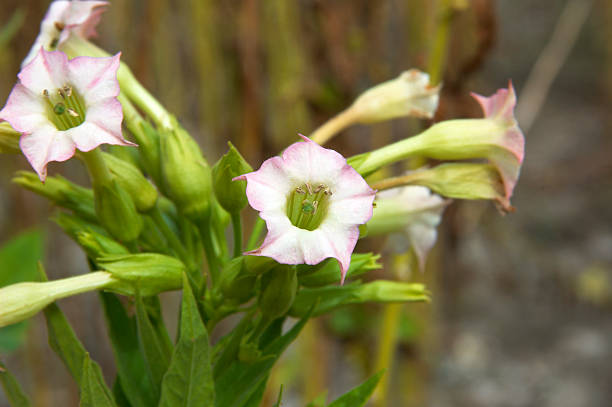 Free picture: tobacco, flower