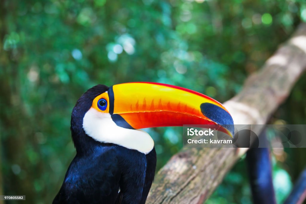 Burung Besar Dengan Paruh Kuning Besar Foto Stok Unduh Gambar Sekarang Alam Anggota Tubuh