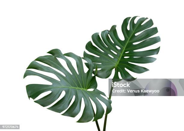 Monstera 식물 잎 흰색 배경 포함 하는 경로 클리핑에 절연 열 대 상록 덩굴 잎에 대한 스톡 사진 및 기타 이미지 잎