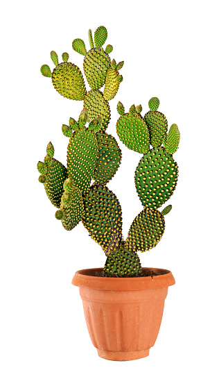Opuntia 캐터스 흰색 바탕에 흰색 배경 0명에 대한 스톡 사진 및 기타 이미지 0명 배경 주제 부채선인장 Istock