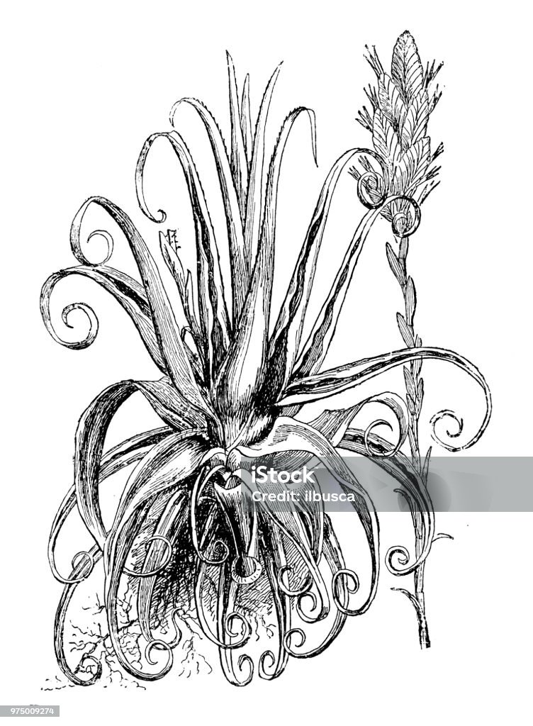 식물학 식물 골동품 조각 그림 Tillandsia Duratii 일러스트레이션에 대한 스톡 벡터 아트 및 기타 이미지