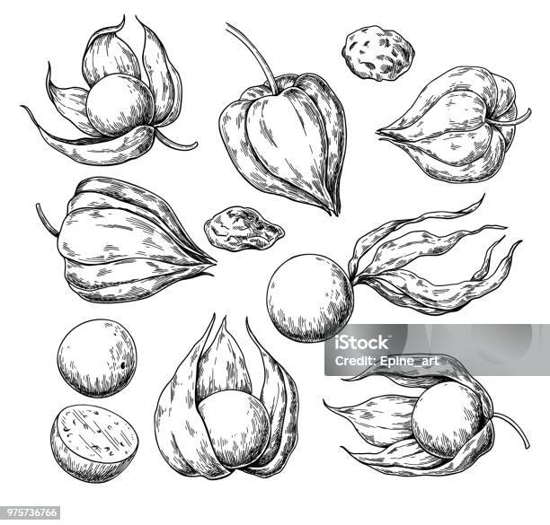 Physalis 과일 벡터 그림입니다 골든 베리 밑그림입니다 Superfood의 빈티지 새겨진된 그림 겉껍질에 대한 스톡 벡터
