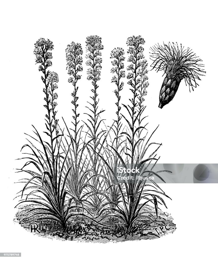 식물학 식물 골동품 조각 그림 Liatris Spicata 리아트리스에 대한 스톡 벡터 아트 및 기타 이미지 리아트리스