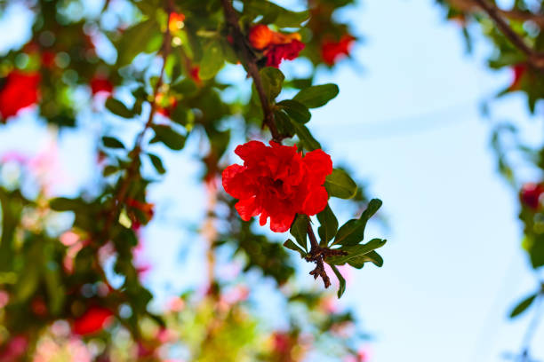 Free picture: food, fruit, macro, orchard, nature, pomegranate, tree ...