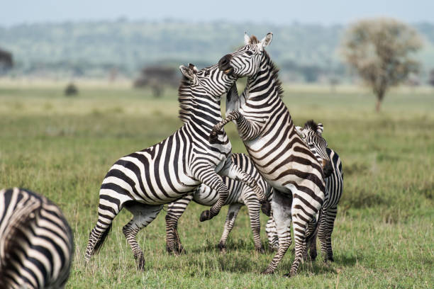 50+ Zebra Rearing Stock Photos, Pictures & Royalty-Free Images - iStock 50+ Zebra Rearing Stock Photos, Pictures & Royalty-Free Images - iStock