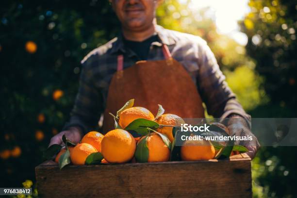 Petani Memegang Kotak Kayu Dengan Jeruk Segar Di Kebun Foto Stok ... Petani Memegang Kotak Kayu Dengan Jeruk Segar Di Kebun Foto Stok ...
