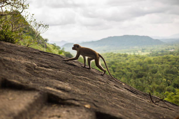 Free Stock Photo of A monkey climbing a rock | Download Free Images and ...