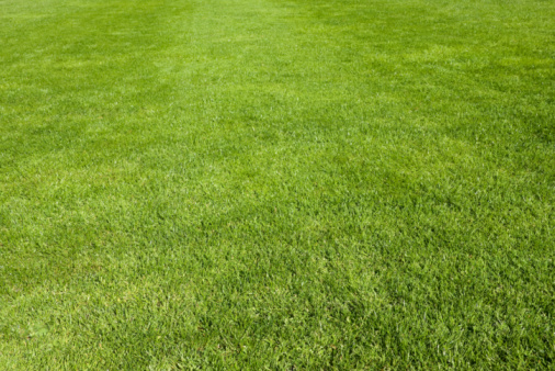 Green Grass On Field Background 照片檔及更多 大自然 照片 大自然 季節 室外 Istock