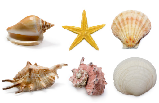 Seashells 컬레션 흰색 바탕에 그림자와 0명에 대한 스톡 사진 및 기타 이미지 0명 개체 그룹 껍데기 Istock