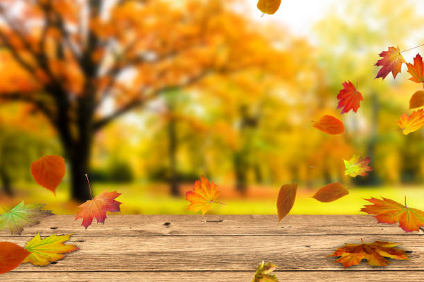 'Autumn leaves on wood table' on skitterphoto