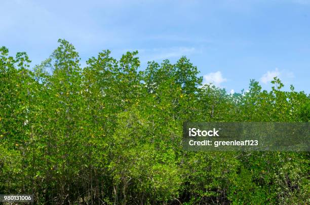 Gambar Hutan Mangrove Di Negara Tropis Foto Stok Unduh Gambar