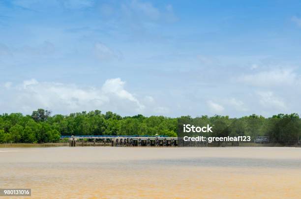 Gambar Hutan Mangrove Di Negara Tropis Foto Stok Unduh Gambar